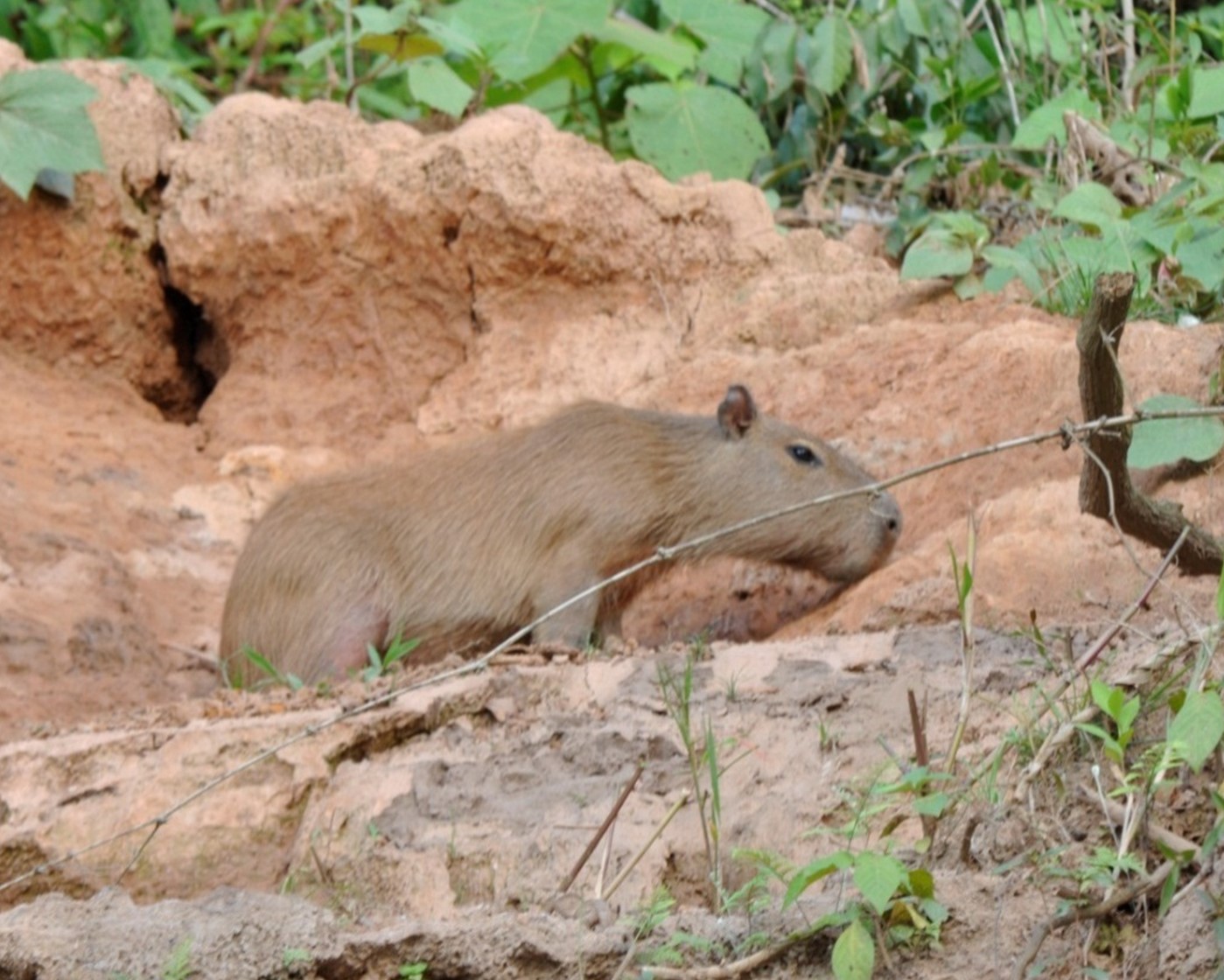 Collpa Chuncho 2D/1N - Paradise Amazon Lodge & Adventure