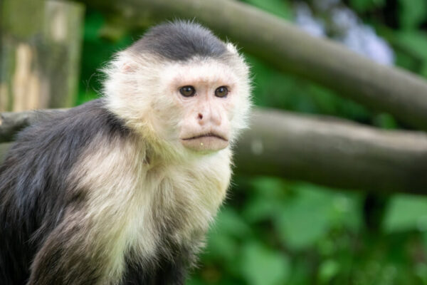 Monkeys Of The Amazon Rainforest - Paradise Yakari