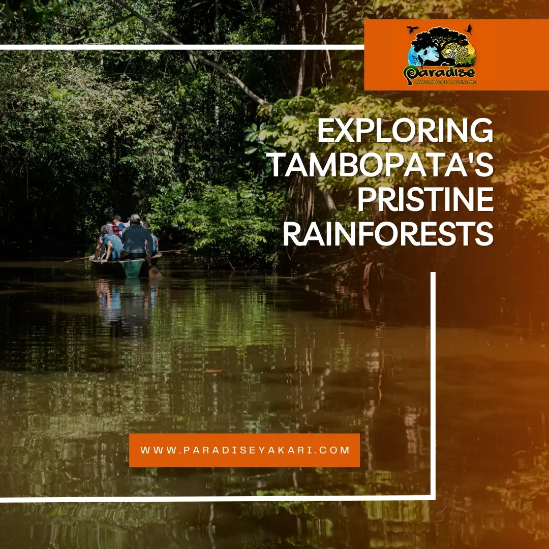 Exploring Tambopata's Pristine Rainforests (Updated 2023)