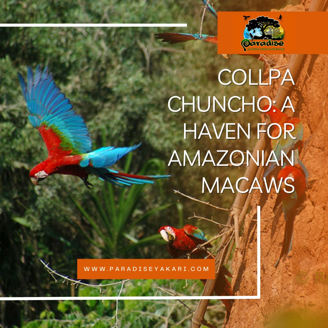 Collpa Chuncho: A Haven for Amazonian Macaws - 2023