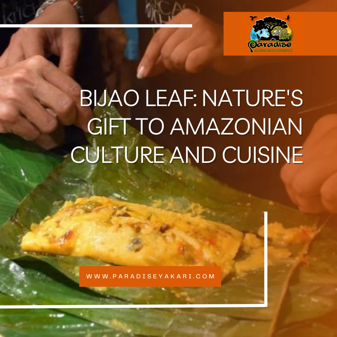 Bijao Leaf: Nature's Gift to Amazonian Culture and Cuisine - 2024