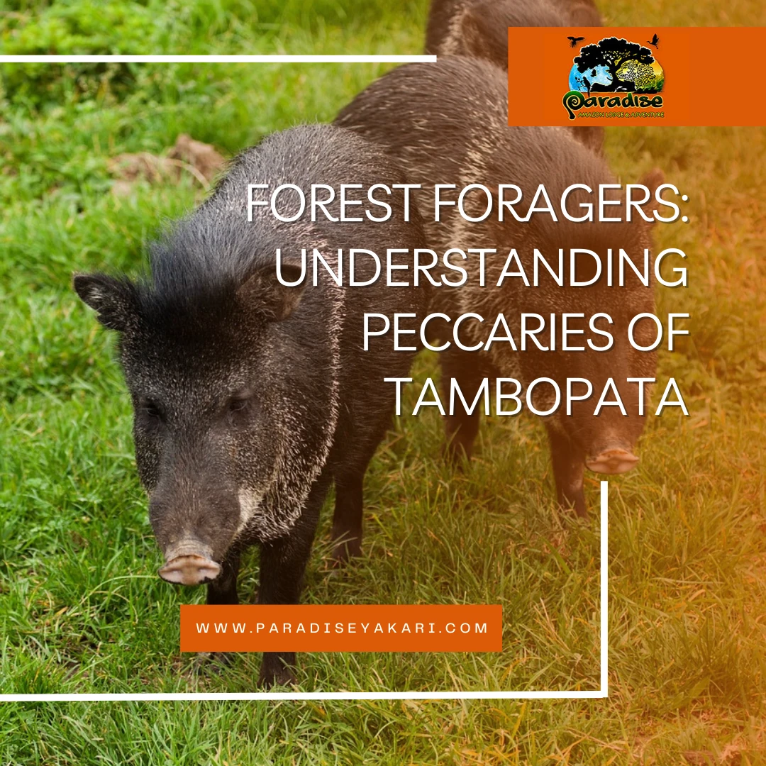 Forest Foragers: Understanding Peccaries of Tambopata (2024)
