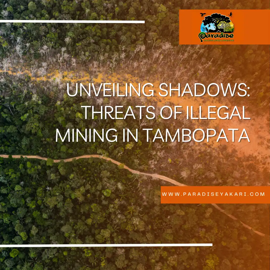 Unveiling Shadows Threats Of Illegal Mining In Tambopata 2024