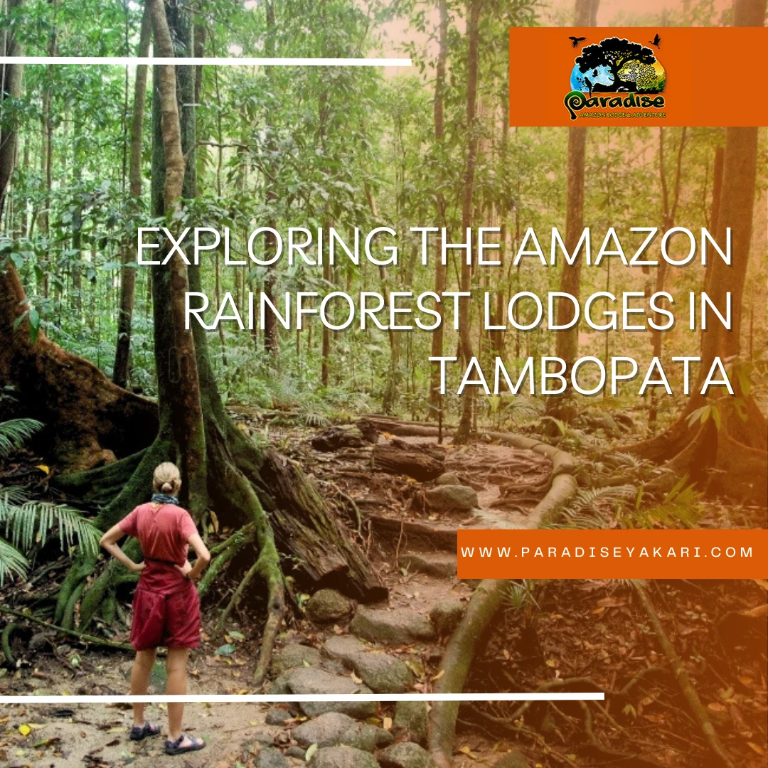 Exploring the Amazon Rainforest Lodges in Tambopata (2024)