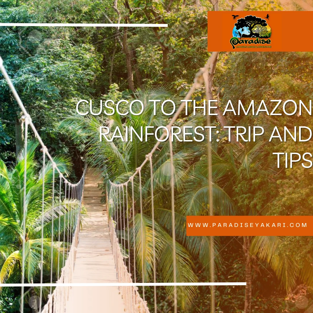 Cusco to the Amazon Rainforest: Trip and Tips - Paradise Amazon Lodge ...