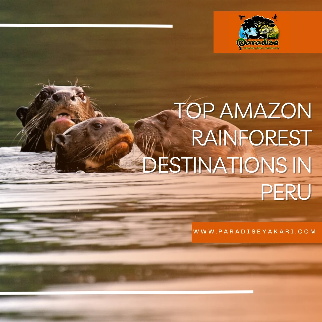 Top Amazon Rainforest Destinations in Peru (2024)